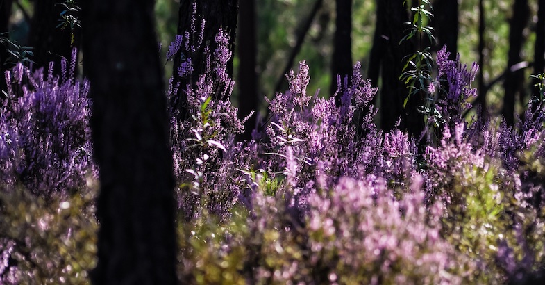 heather-forest-h410 | フラワーエッセンスの魅力｜スペースハナ